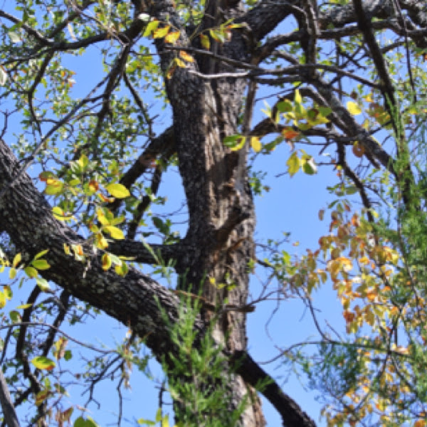 Lightning scar | Project Noah