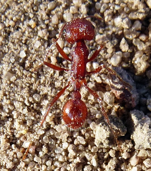 California Harvester Ant | Project Noah
