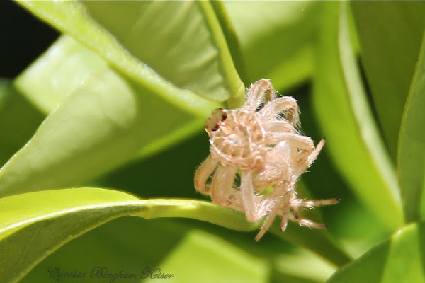 Spider Exoskeleton | Project Noah