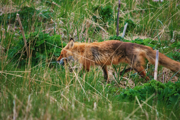 Alaskan Red Fox | Project Noah