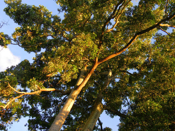 Devil tree, milkwood, white cheesewood, pulai | Project Noah