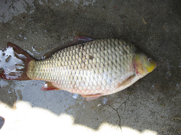 Indian Carp | Project Noah