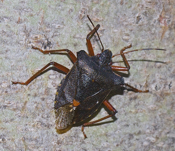 Red-legged Shieldbug | Project Noah