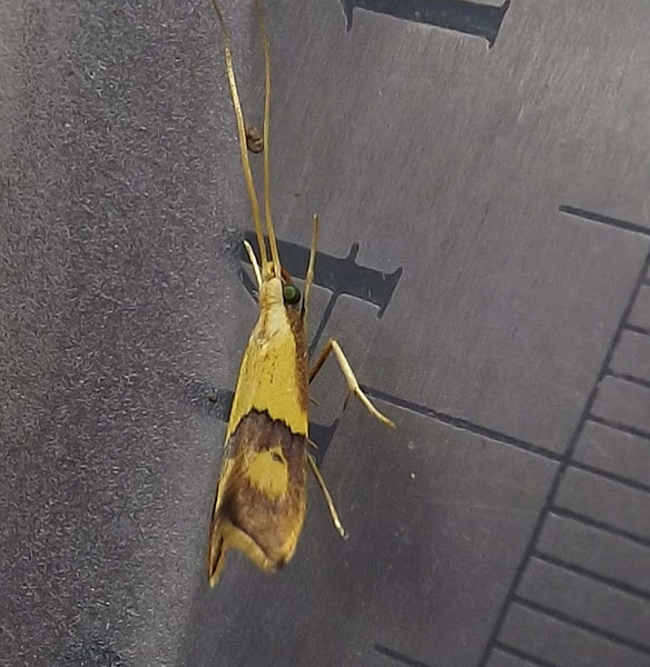 Tropical Longhorned Moth | Project Noah