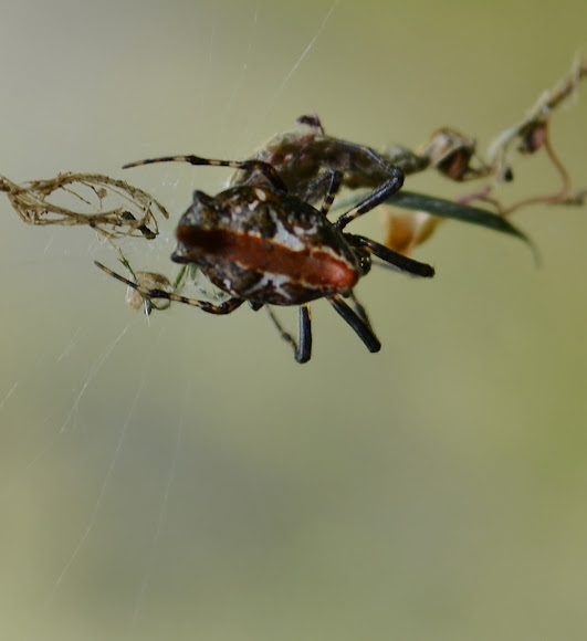 Garbage Line Spider | Project Noah