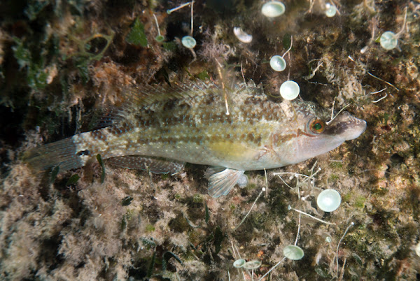 Five-spotted wrasse | Project Noah