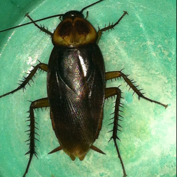 Cockroach | Project Noah