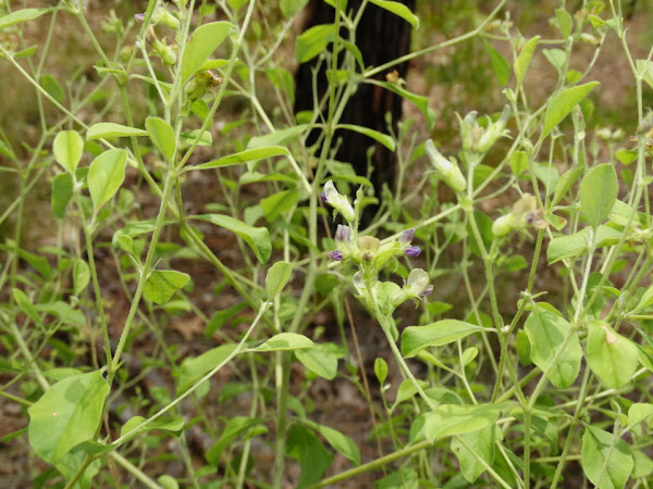 Buckroot | Project Noah