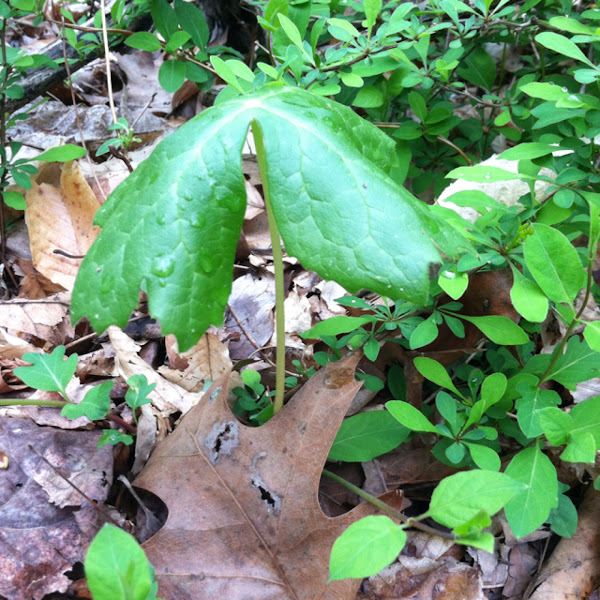 Mayapple | Project#N# Noah