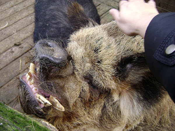 Hercules, the Kunekune pig | Project Noah