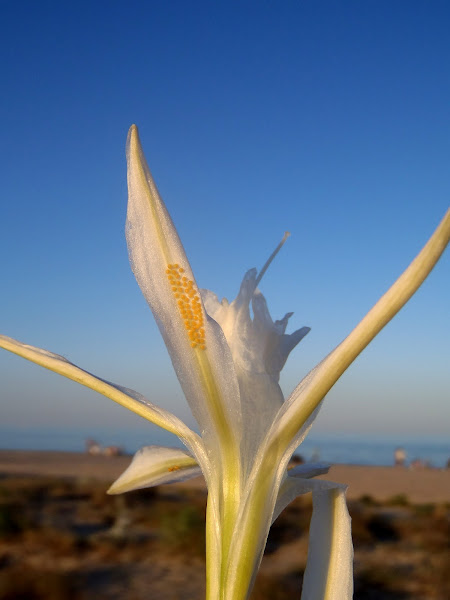 Lily Borer | Project Noah