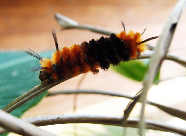 Woolly caterpillar | Project Noah