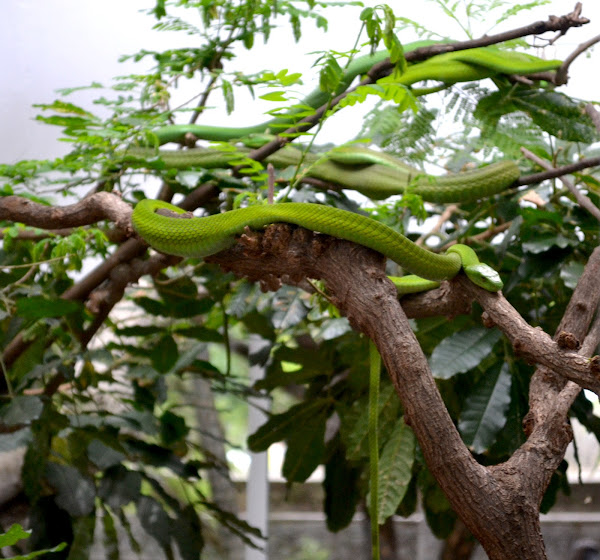 Eastern Green Mamba | Project Noah