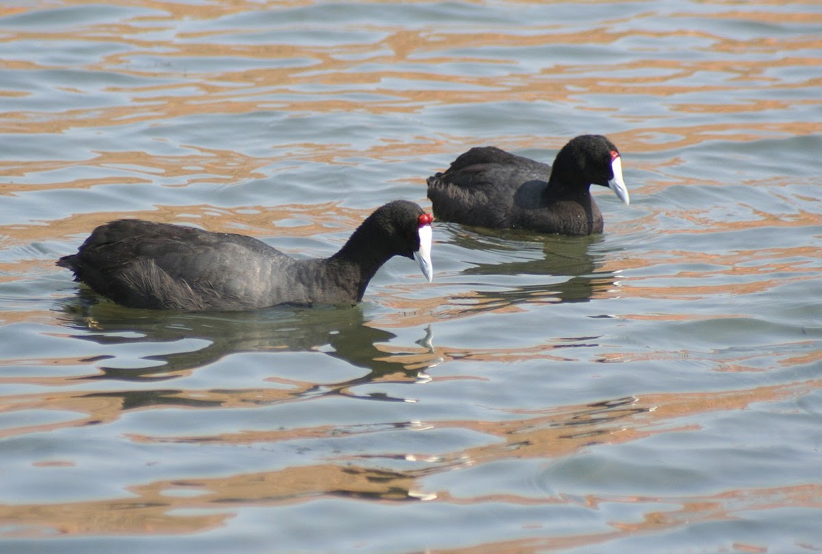 Red-billed Coot | Project Noah