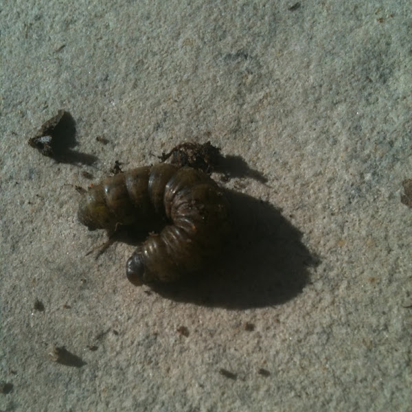 Beetle larvae | Project Noah