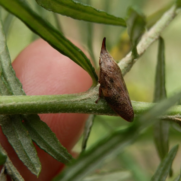 Common Spittle Bug | Project Noah