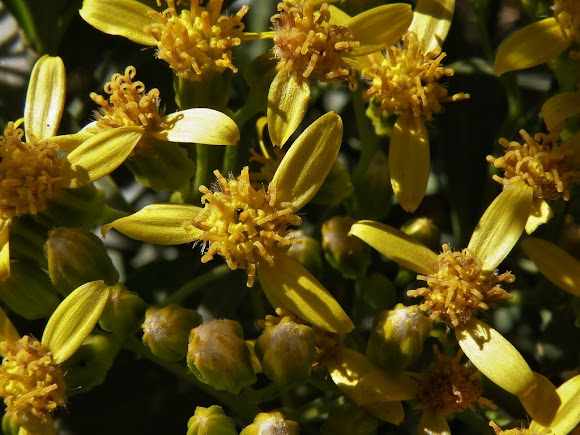 jarilla | Project Noah