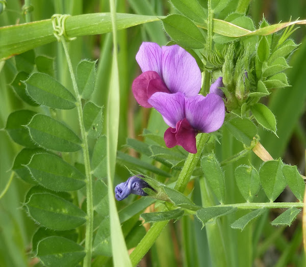 Spring Vetch | Project Noah