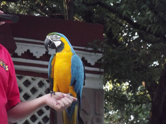 guacamaya azul y oro | Project Noah