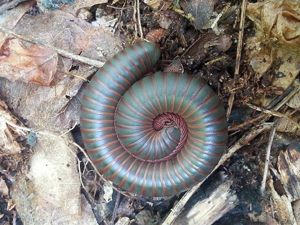 North American Millipede | Project Noah