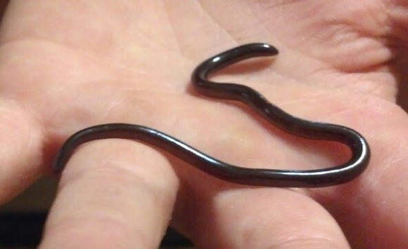 Blind snake | Project Noah