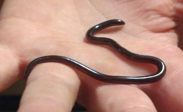Blind snake | Project Noah