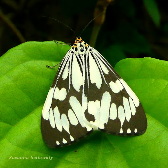 Marbled White Moth | Project Noah