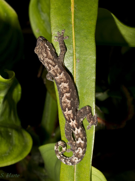 Mourning Gecko | Project Noah