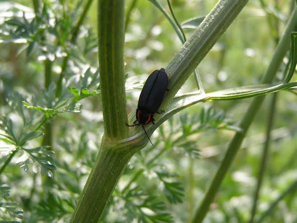 Diurnal Firefly on Queen Anne's Lace | Project Noah