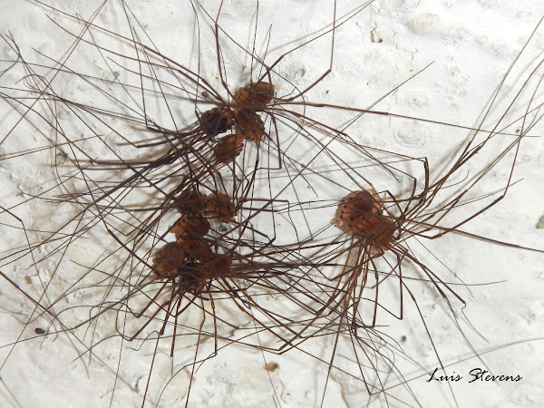 Harvestmen | Project Noah