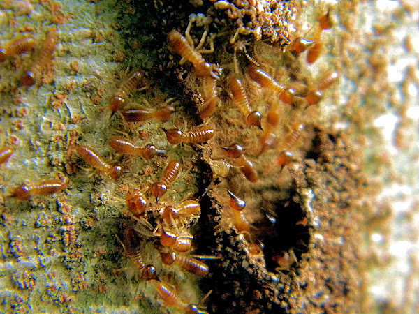 Nasute termites | Project Noah