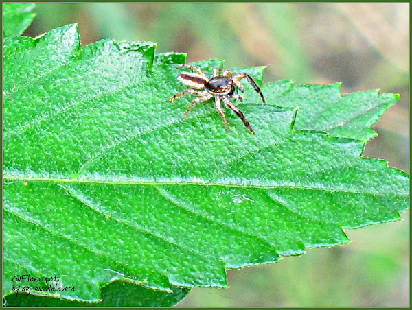 Chrysilla Jumping Spider | Project Noah
