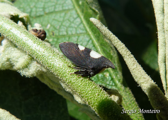 Two-Marked Treehopper | Project Noah