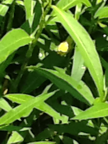 Snake | Project Noah