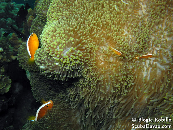 Orange Skunk Clownfish | Project Noah