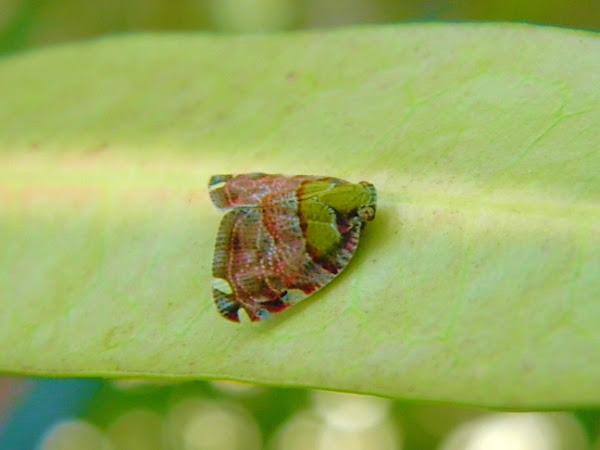 Ricaniid planthopper | Project Noah