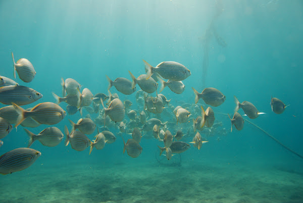 Gold Striped Bream (Salema porgy) | Project Noah