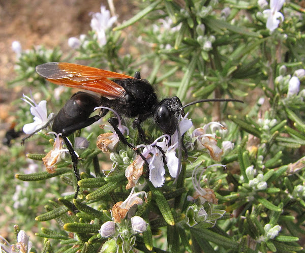 Sphecid wasp (female) | Project Noah