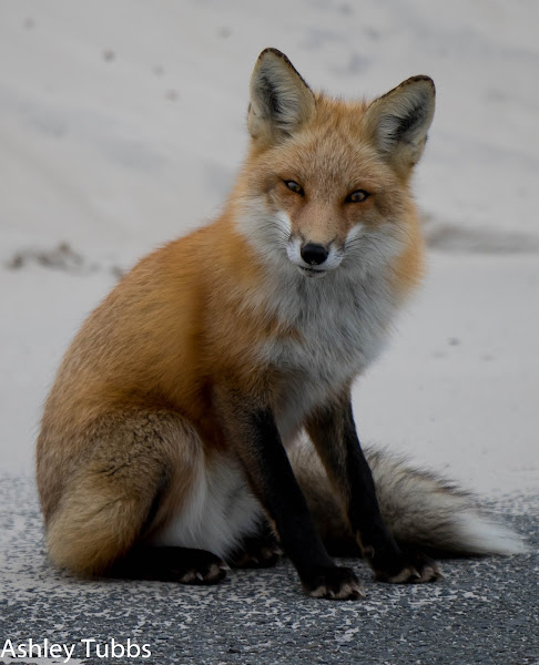 Red Fox | Project Noah