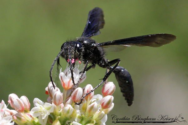 Great Black Wasp | Project Noah