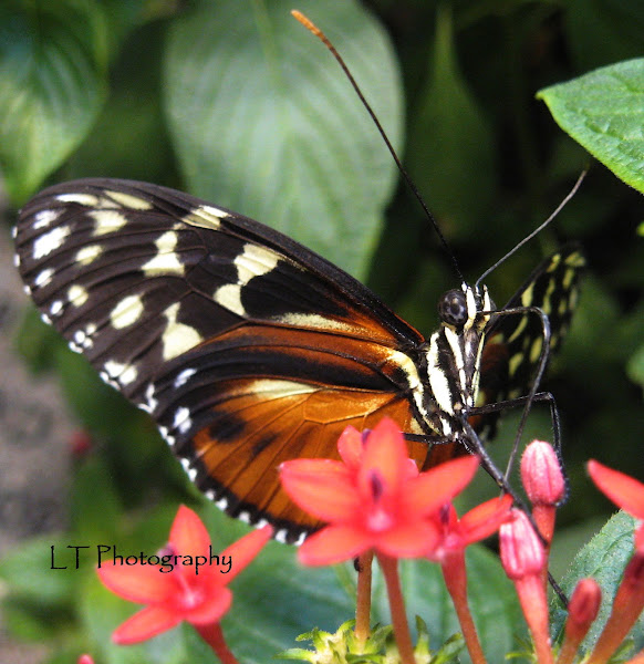 Hecale Longwing | Project Noah