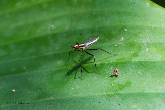 Banana stalk fly | Project Noah