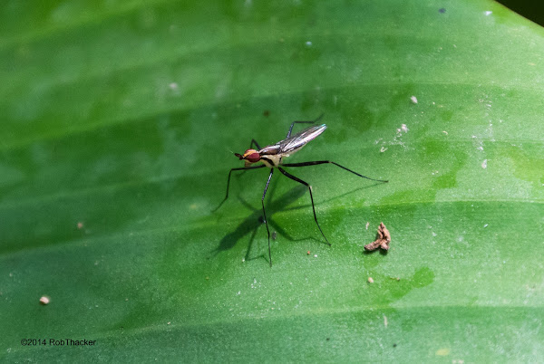 Banana stalk fly | Project Noah