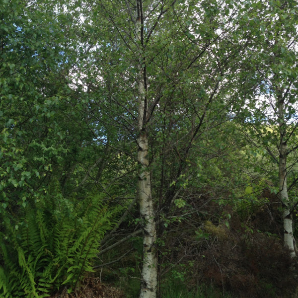 Birch | Project Noah