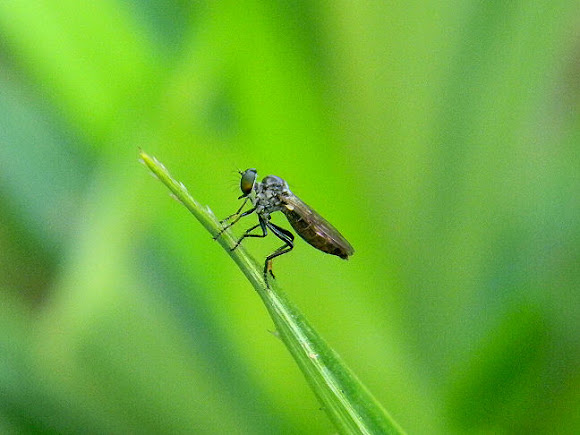 robber fly | Project Noah