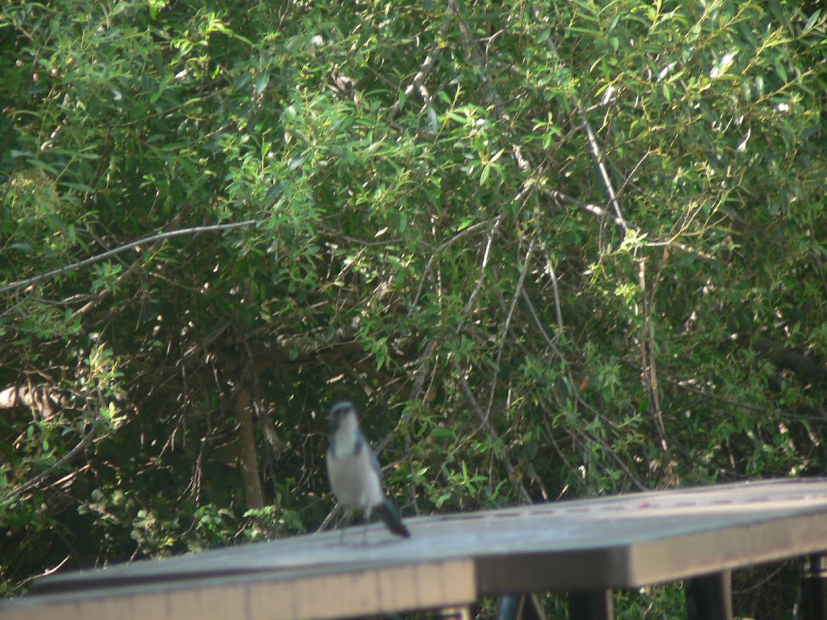 Western Scrub-Jay | Project Noah