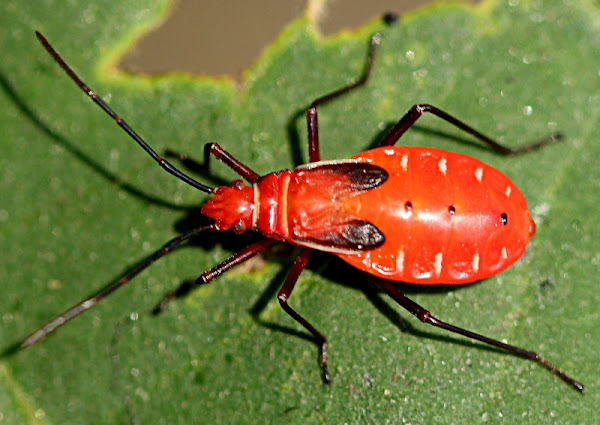 Cotton stainer nymph | Project Noah