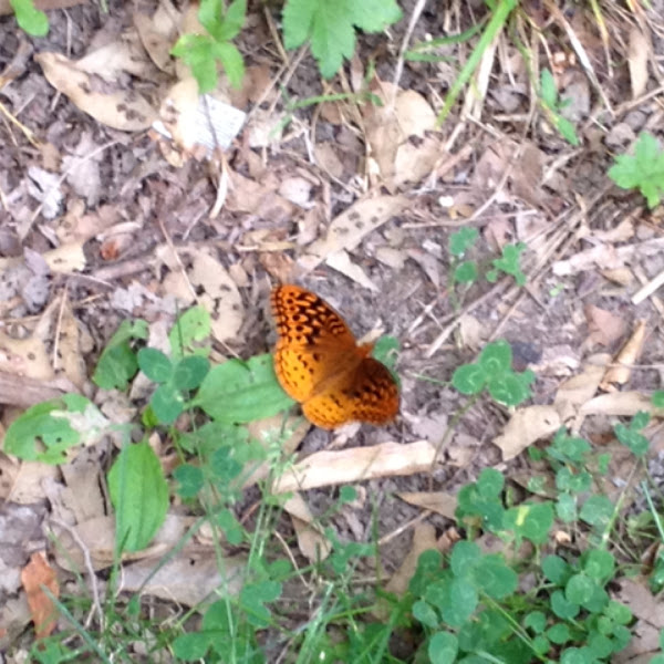 Great Spangled Fritillary | Project Noah