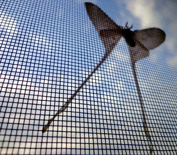 Giant silkmoth | Project Noah