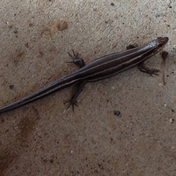 American Five-lined Skink | Project Noah